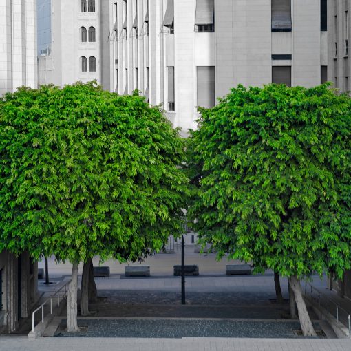 Implanter des arbres en milieu urbain